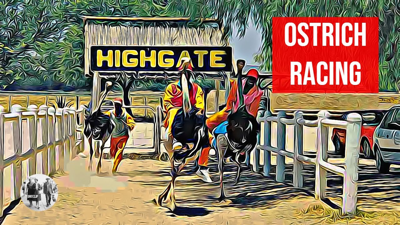 Ostrich Racing - YouTube