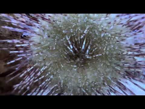 Thorny sea urchin