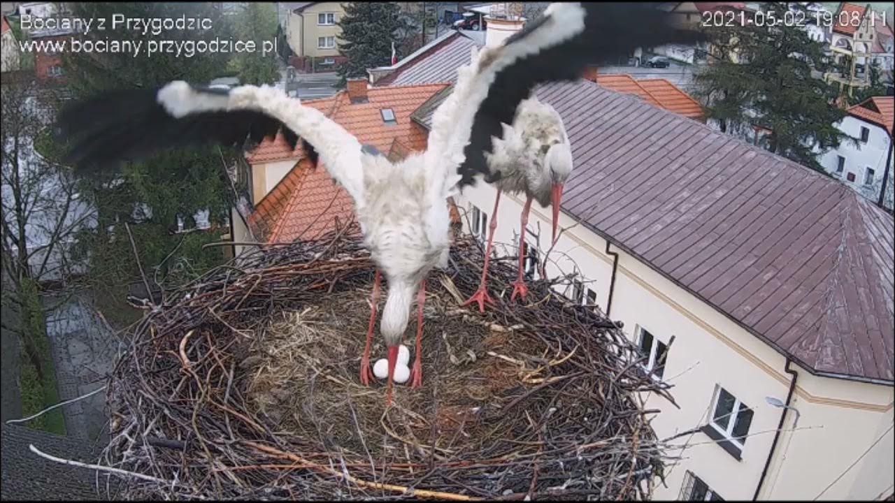 Bociany z Przygodzic - 02.05.2021 - YouTube