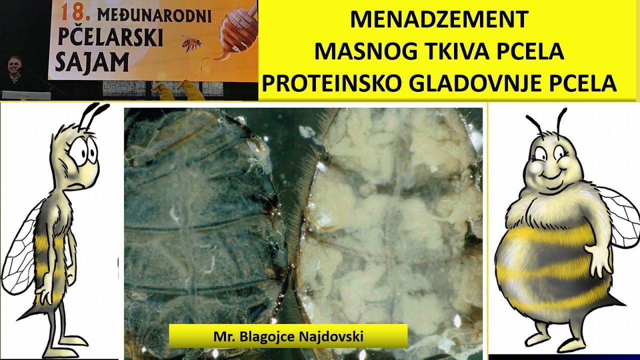 Menadzment Masnog Tkiva pcele Proteinsko Gladovanje Pcela Blagojce ...