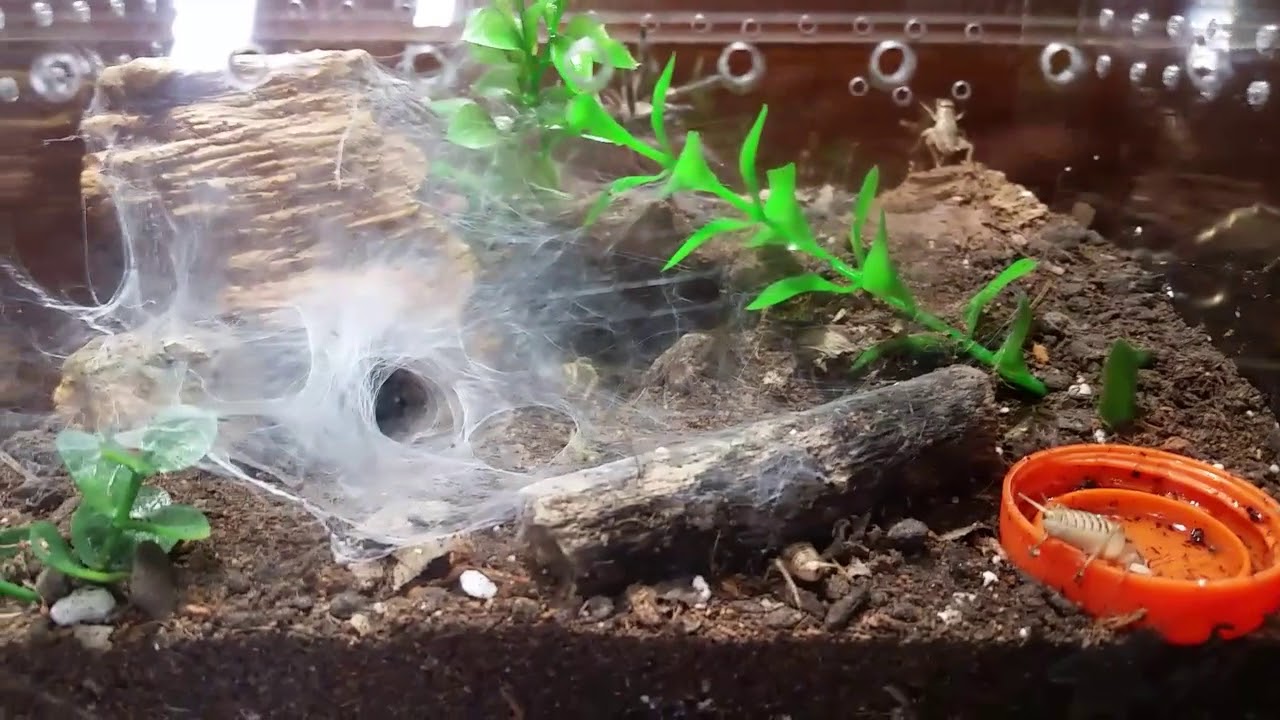 Monocentropus balfouri communal update - YouTube