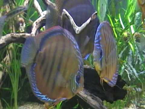 Brown Discus Santarem in SA 540 2009 05 20 - YouTube