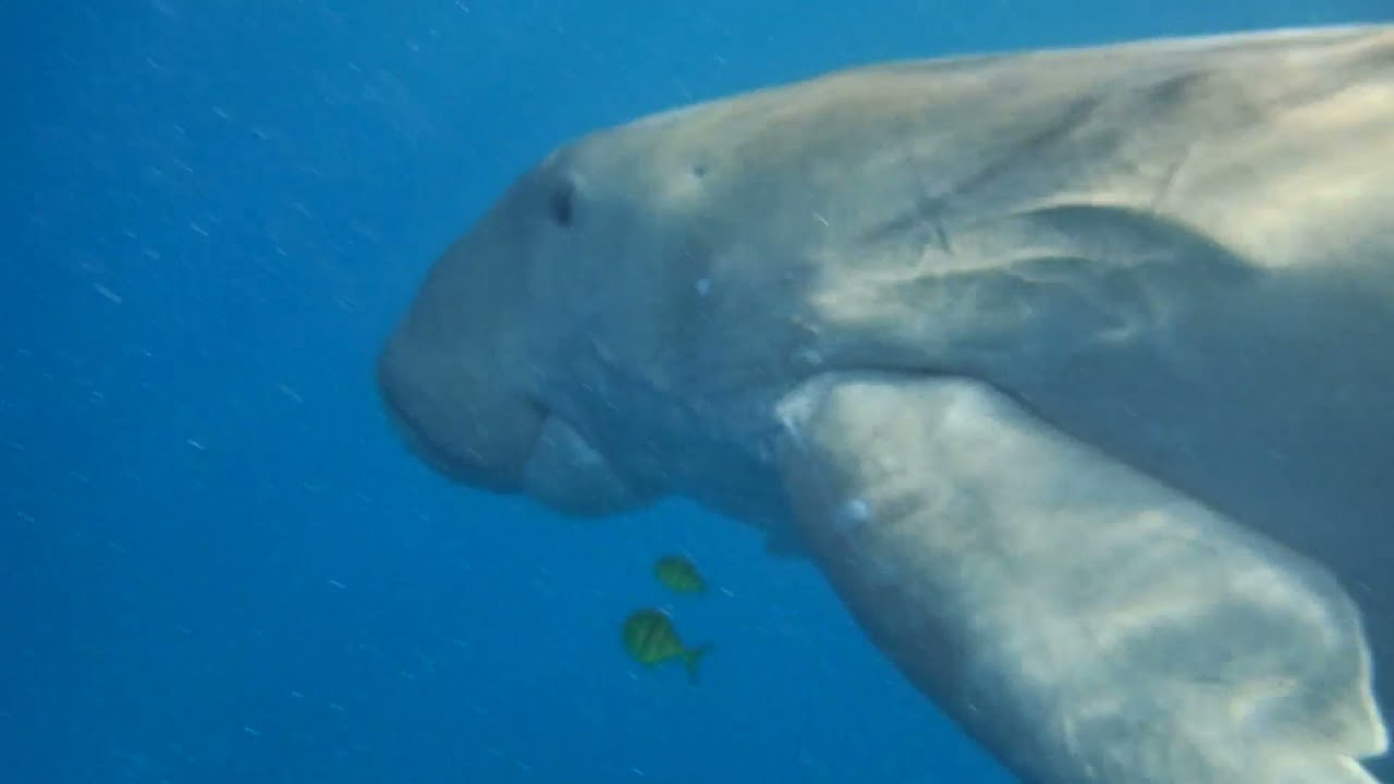 Dugong - Krowa Morska - Sataya - Marsa Alam - Egipt - YouTube