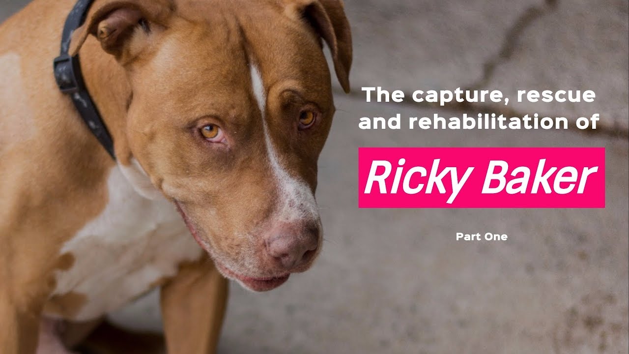The capture, rescue and rehabilitation of Ricky Baker - YouTube