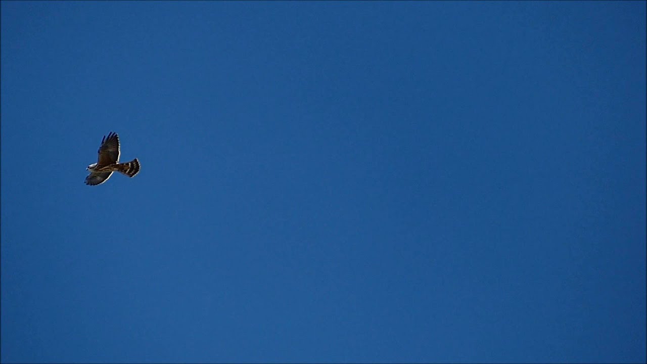 Mississippi Kite - Florida Keys Hawkwatch 2013 HD 1080p - YouTube