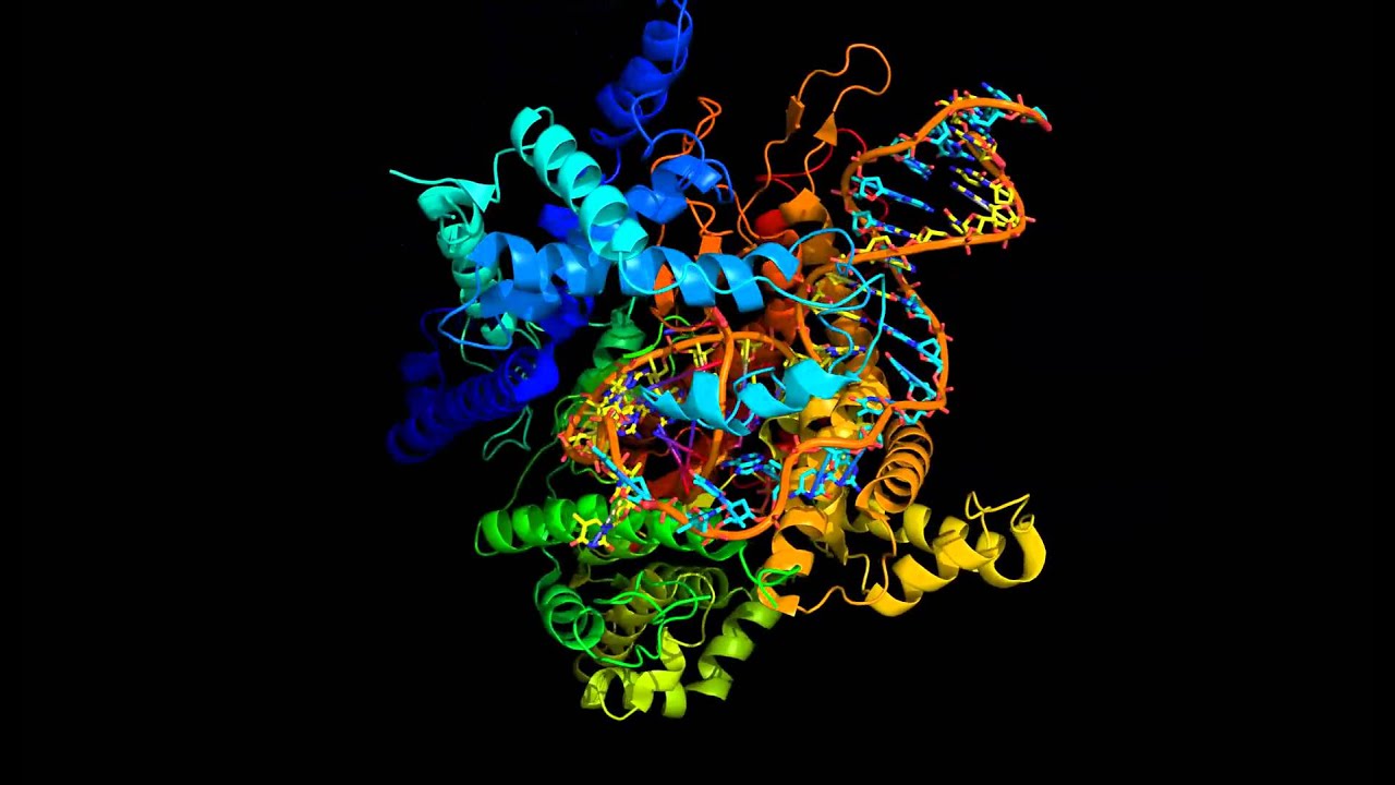 T7 RNA polymerase elongation with ATP - Y-Roll - YouTube