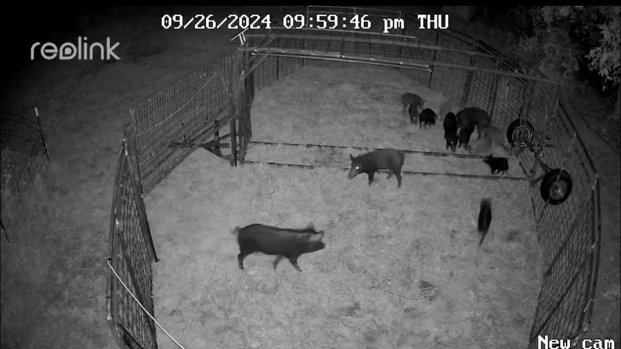 Sounder of Wild hogs group #2 for the season. - YouTube