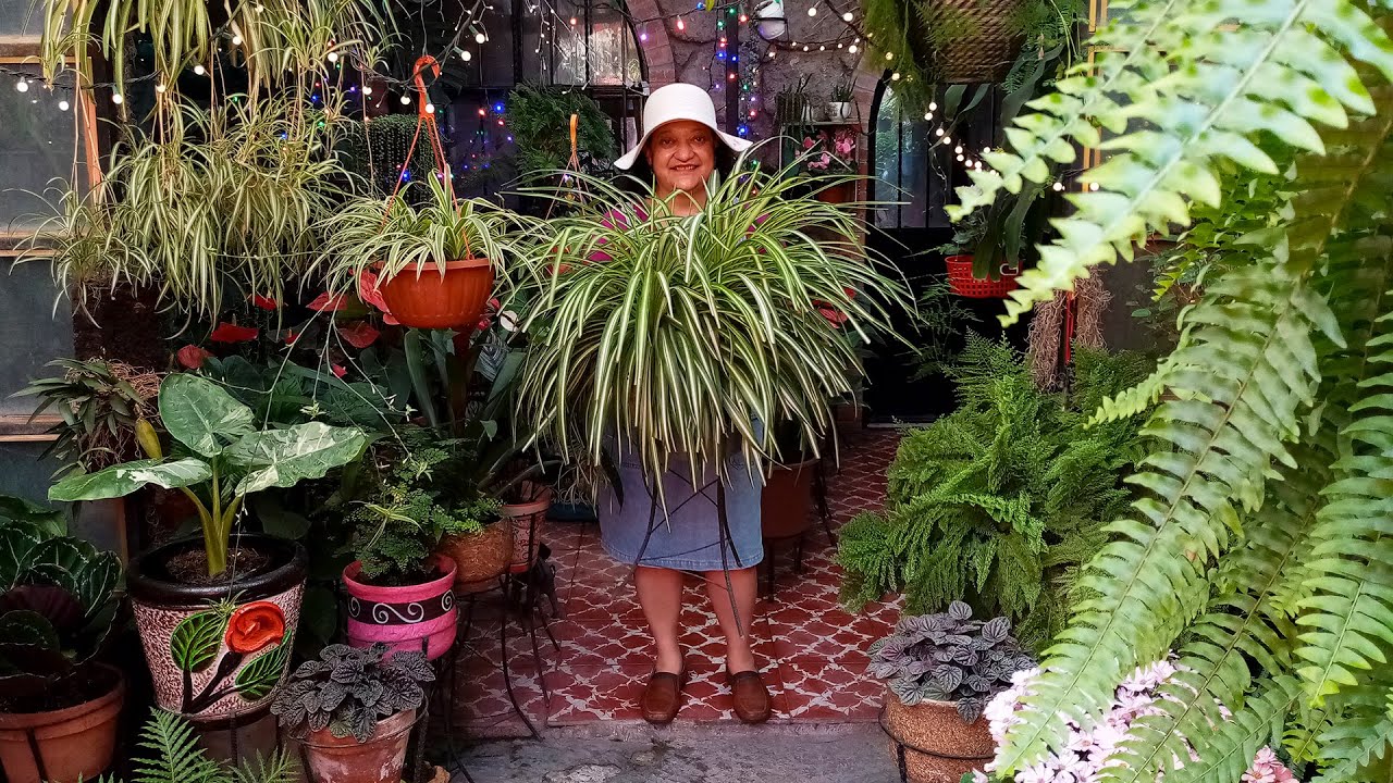 Listón Planta que da Pura Vida, cómo mantenerla - YouTube