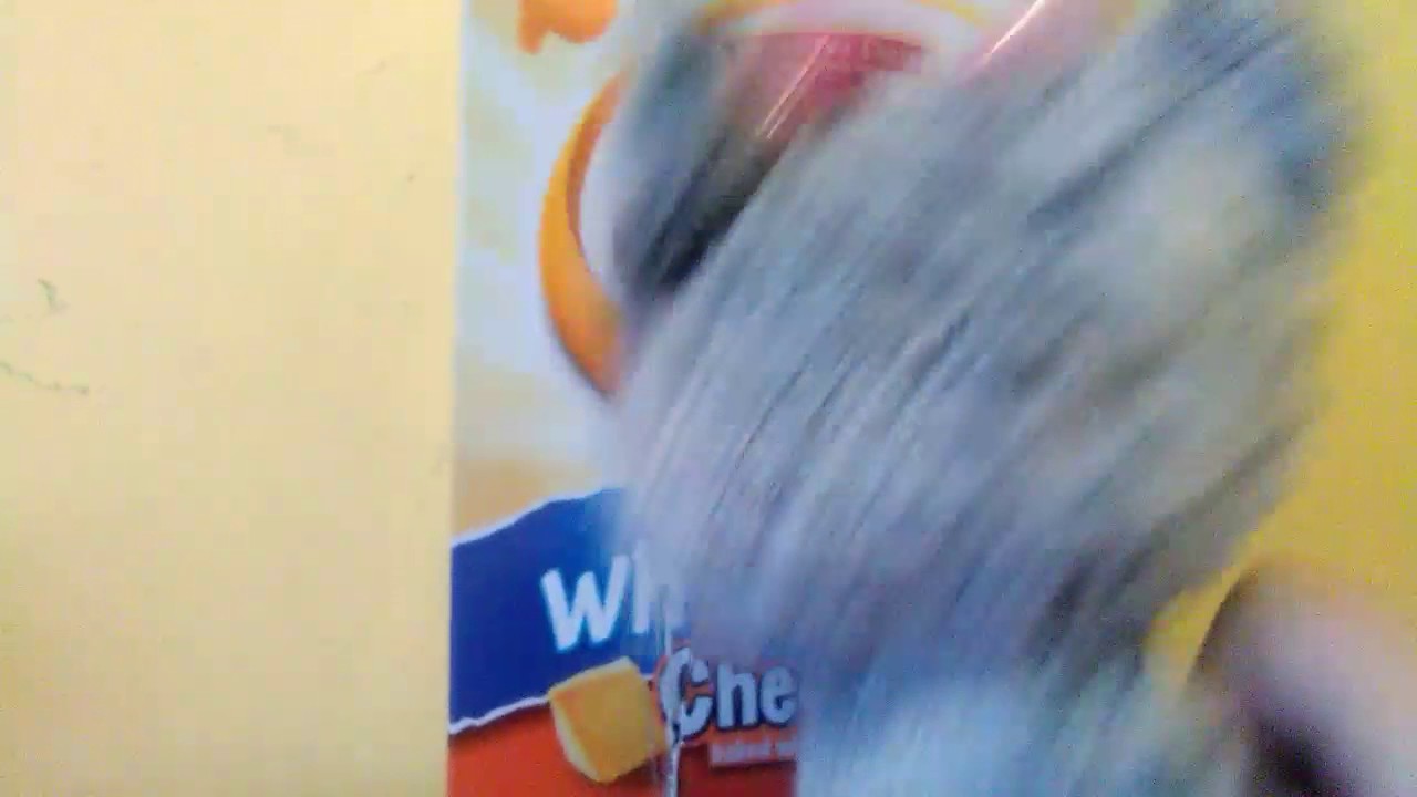 The Ghost Zebra - YouTube