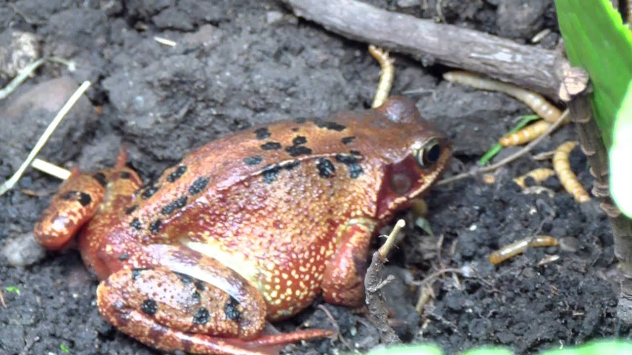 WILD FROG FAT & RED EATING WORMS UK - YouTube