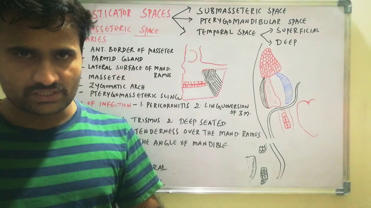 Masticator spaces - Submasseteric space - YouTube