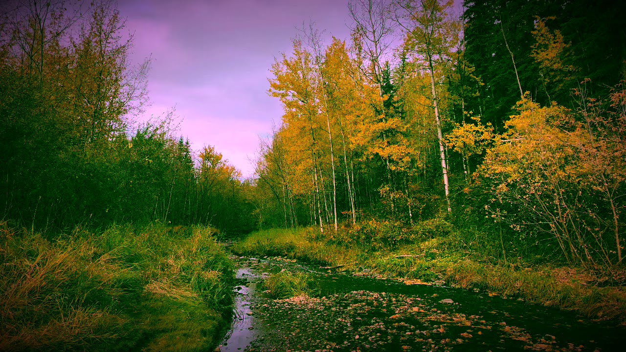 Calming Creek (Quiet Stream Peaceful Relaxing Zen Meditation Sleep Bath ...
