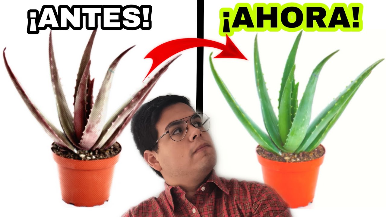 Por qué se pone el ALOE VERA o SÁBILA Marrón y cómo recuperarla en ...