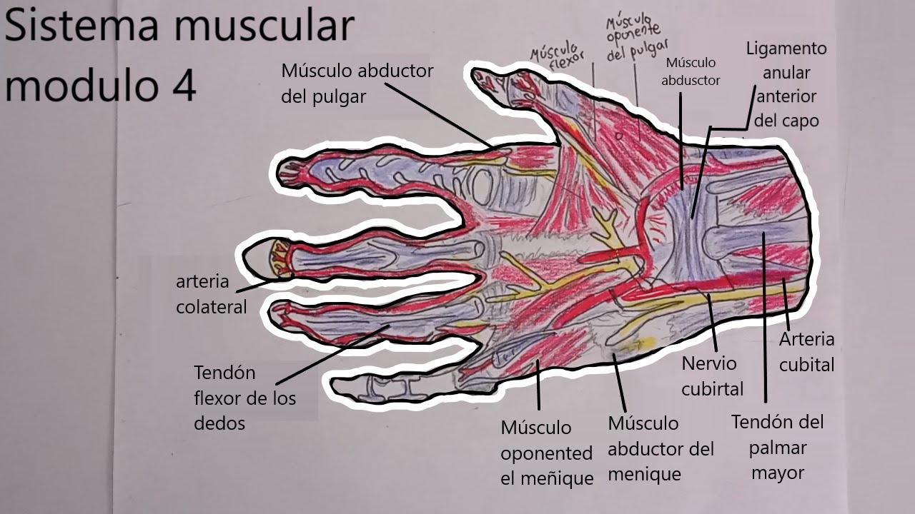 Anatomía Muscular De La Mano