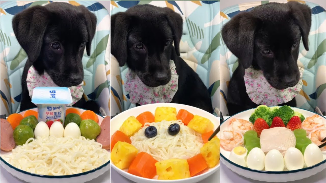 Pet ASMR: The Crunchiest Sounds - YouTube