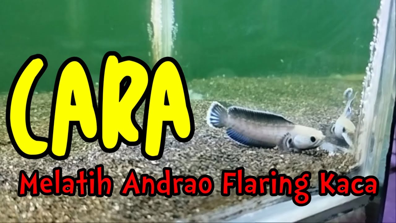 Channa Andrao Latihan Flaring - YouTube