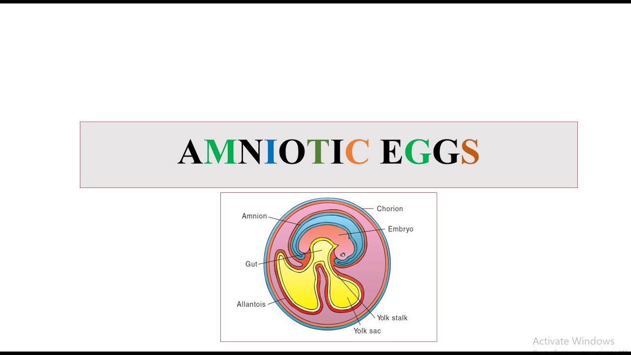 Amniote Egg - YouTube