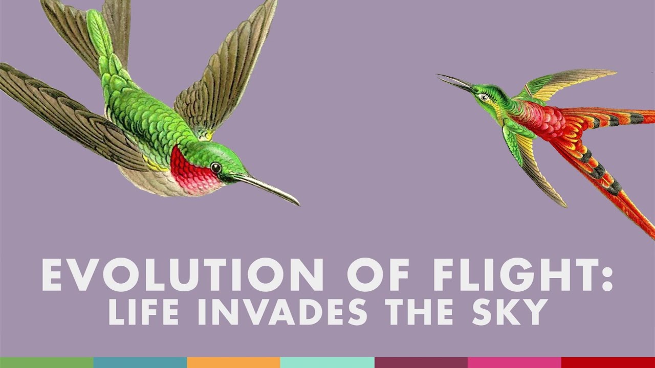Evolution of Flight: Life Invades the Sky - YouTube