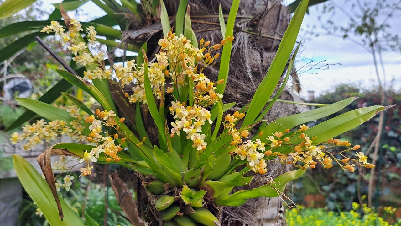 Oncidium Twinkle grown on palm trees in the garden - YouTube