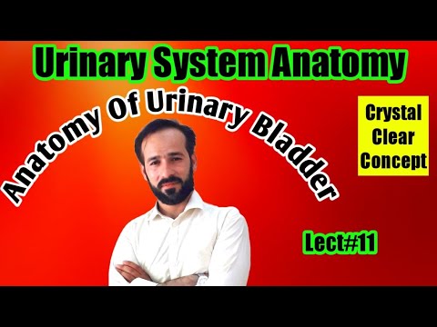 11. Urinary bladder anatomy | Anatomy of Urinary bladder | structure ...