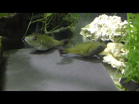 Popular Freshwater & Brackish Puffer Fish Types (with Pictures)