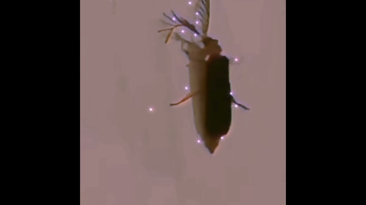 stan twitter: eyelash bug - YouTube