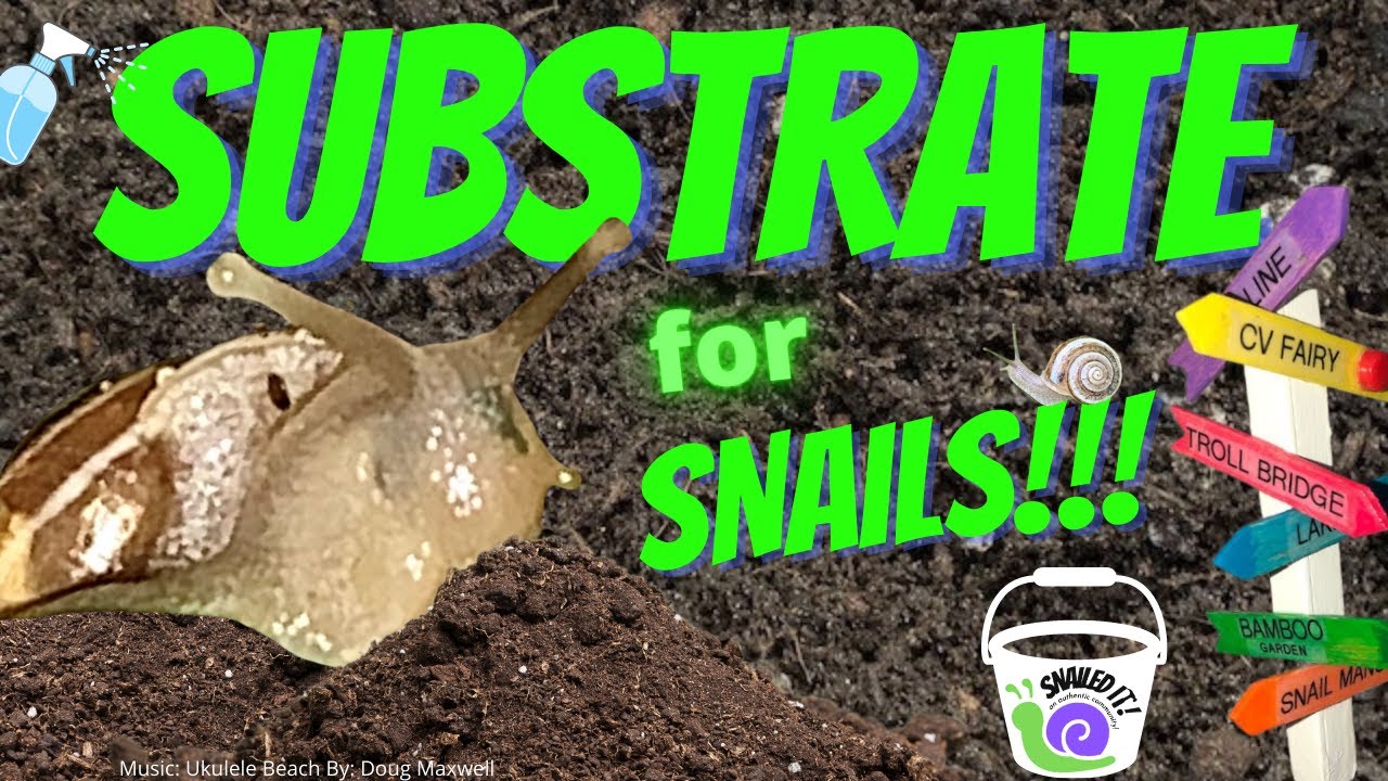Substrate for Snails - YouTube