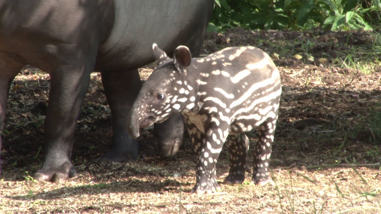 Say hello to Adi the baby tapir! - YouTube