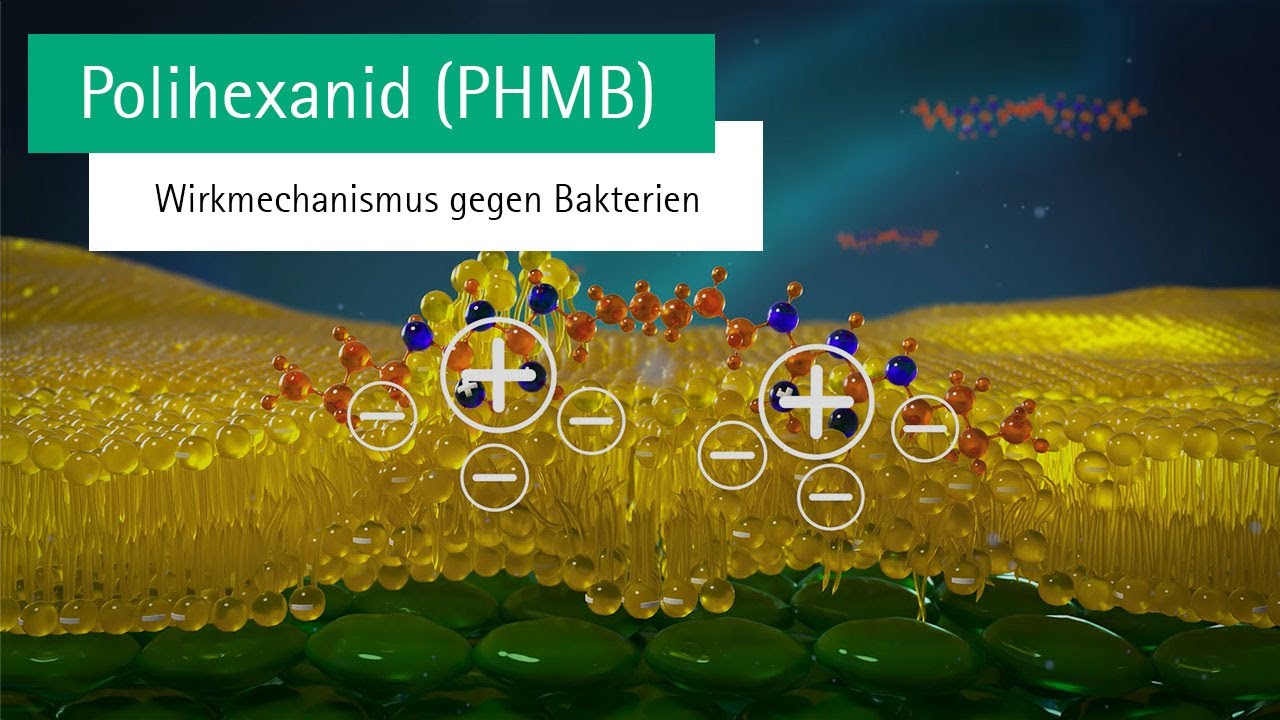 Polihexanid (PHMB) Erklärt – Wirkmechanismus gegen Bakterien - YouTube