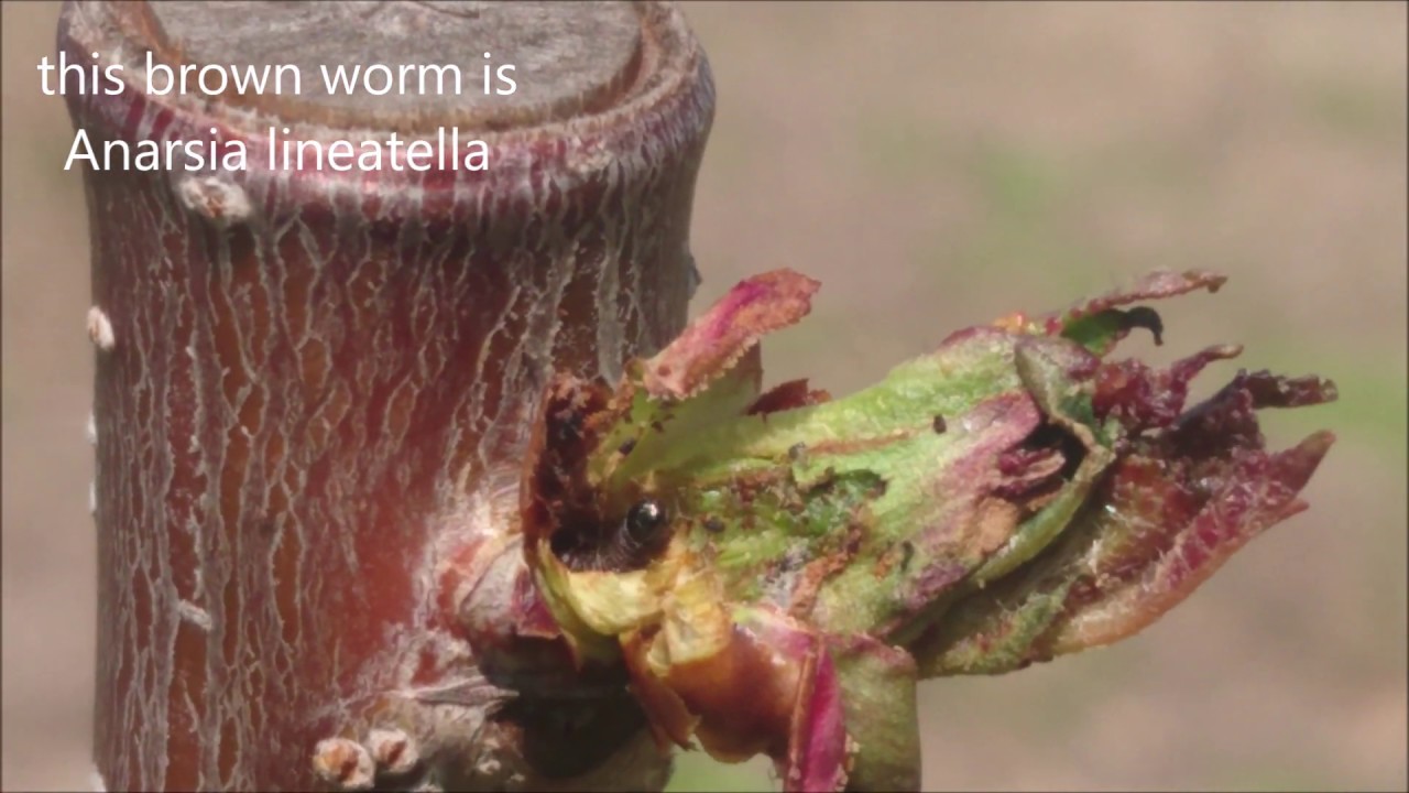 Anarsia Lineatella On Cherry Trees #cherries #anarsia #worm - YouTube