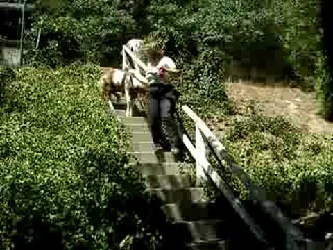 Agile Mini Horse walking down stairs - YouTube