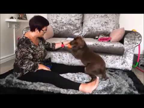 How to teach your dog to push buttons - with narration - YouTube