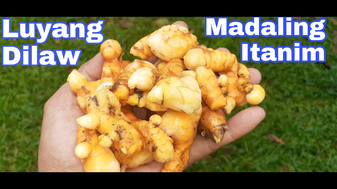 Paano MagTanim ng Luyang Dilaw / How To Grow Turmeric [UPDATE] - YouTube