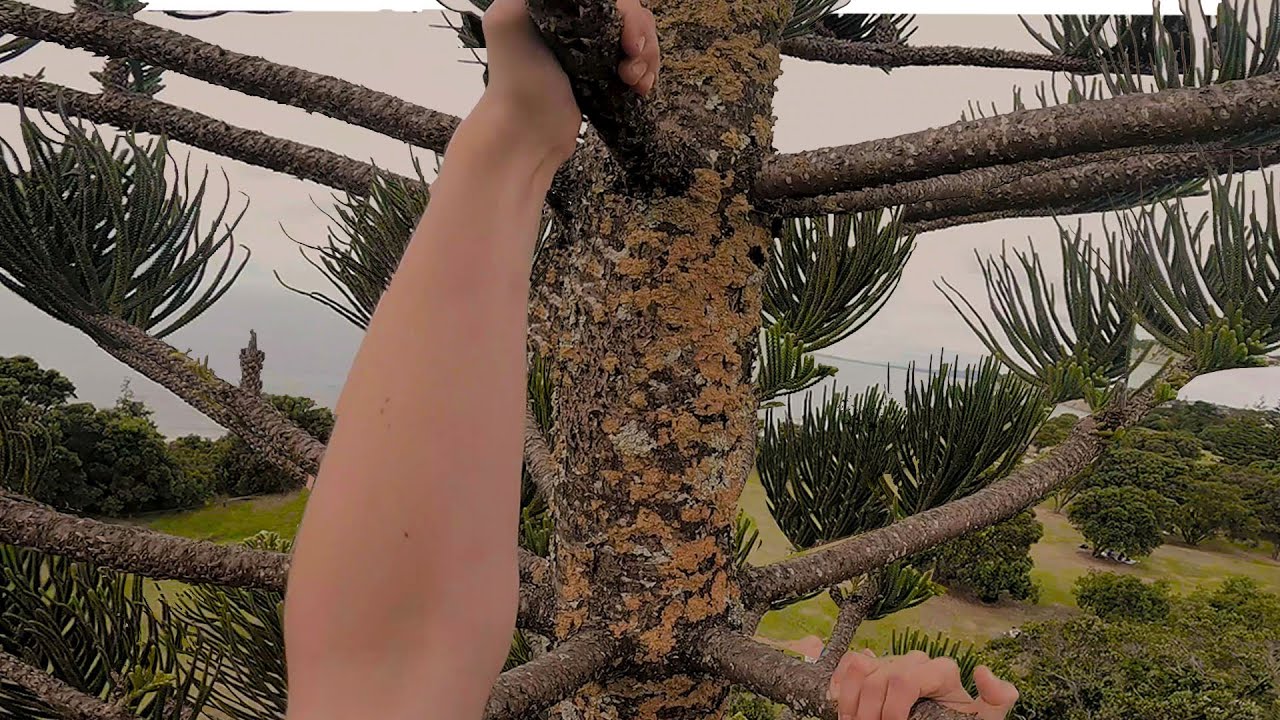 Free Climbing, Crazy Tree - YouTube