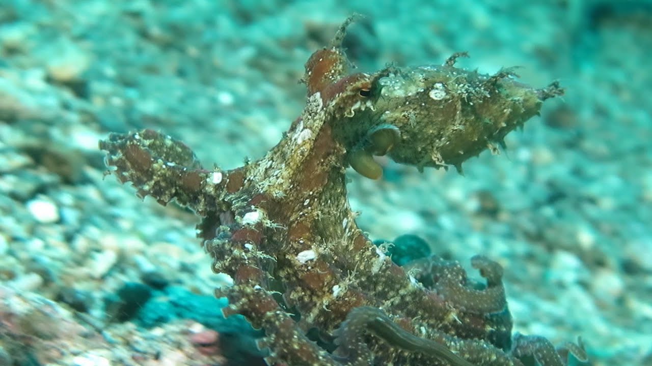 A short glimpse of the wonderful Algae Octopus - YouTube