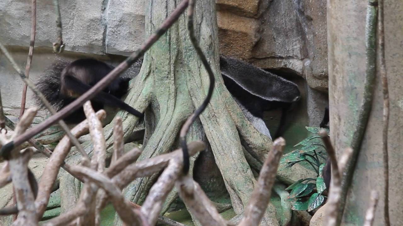 Spider monkeys picking on Tulum the giant anteater - YouTube