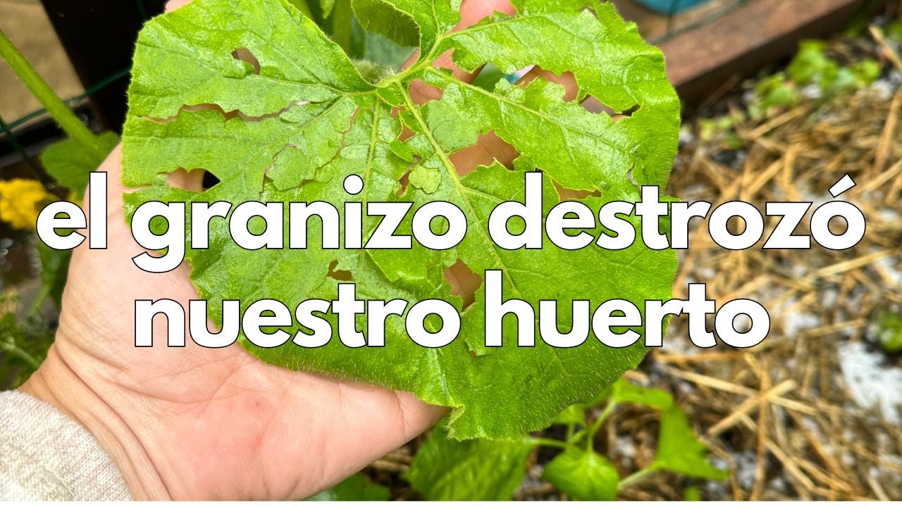 Recuperar tus PLANTAS tras el GRANIZO (consejos prácticos) - YouTube