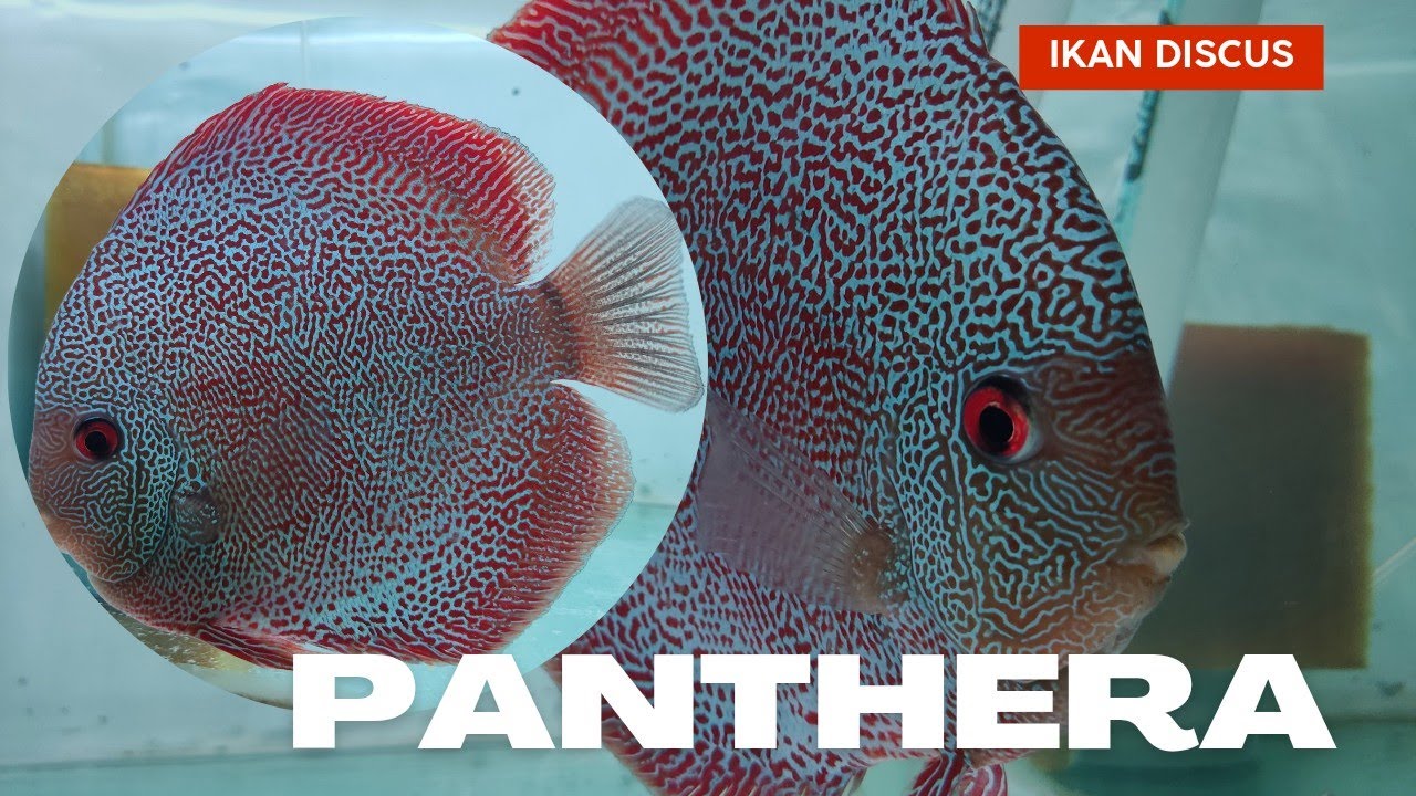 Ikan Discus Panthera - YouTube