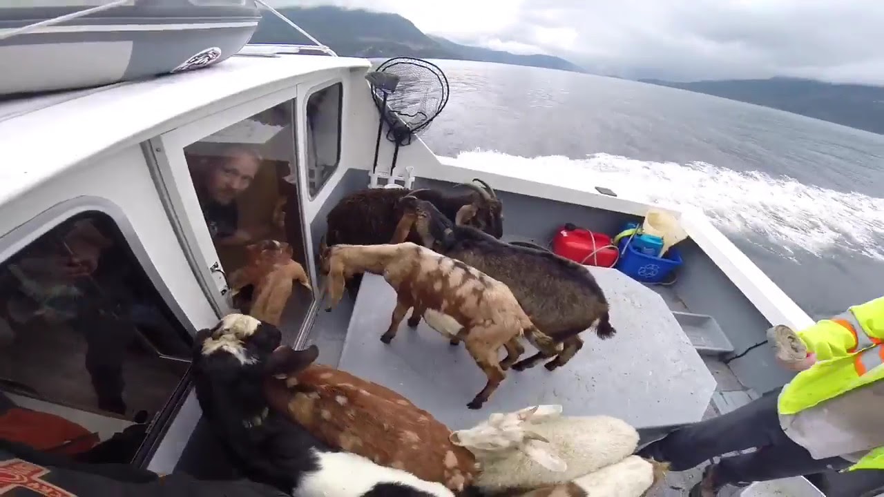 Boating With Goats - YouTube