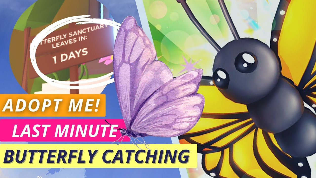 PURPLE BUTTERFLY QUEST! Last minute catching at butterfly sanctuary in ...