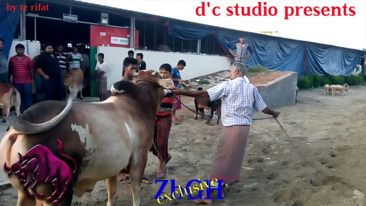 429 | Exclusive | Angry Deshi Bull | Sharif Agro | ZinZira bazar Gorur HaAt 2017 - YouTube