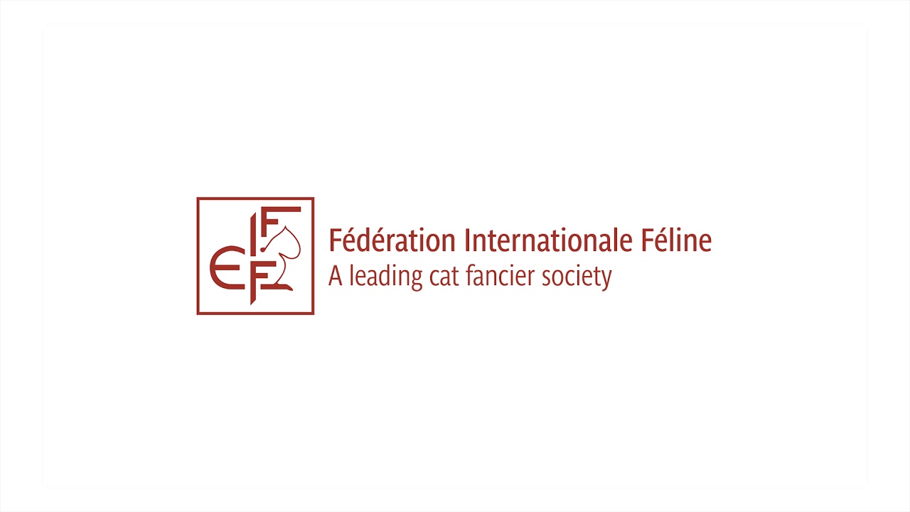 FIFe - Federation Internationale Feline – transmisja na żywo - YouTube