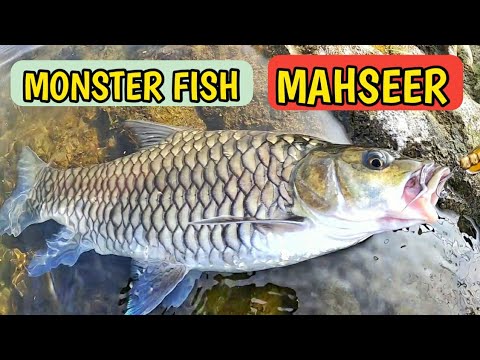 Maheer Fishing In India | Baiit For Mahseer | Cauvery River Fishing ...