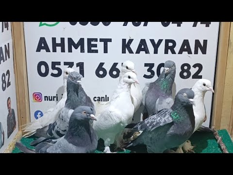 Kuyumcu Mustafa Abinin Seferli Oyun Kuşları