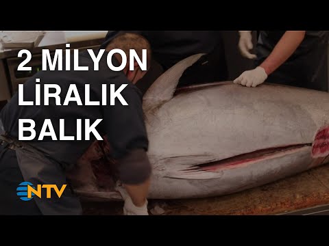 Japonya'da dev balık yakalandı