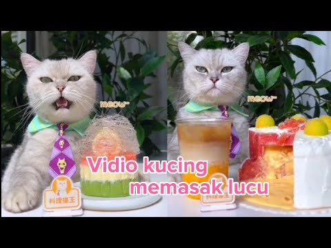 Vidio kucing memasak lucu tik tok - YouTube
