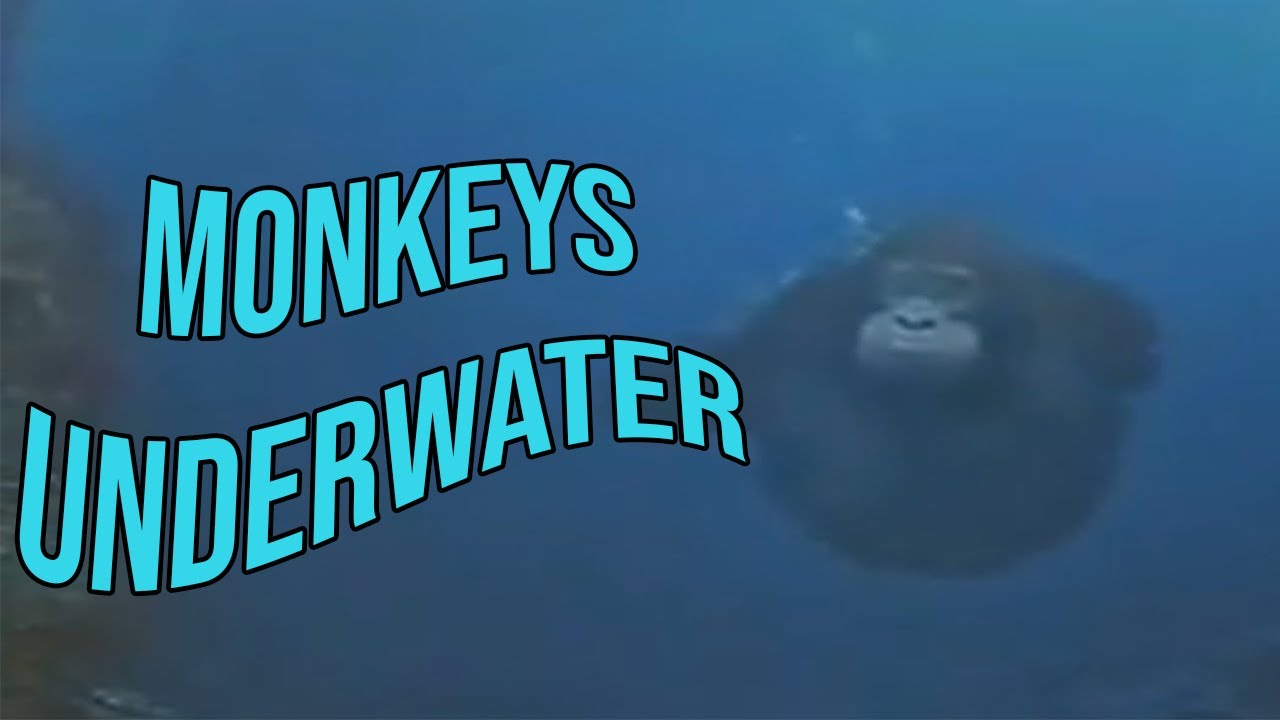 Underwater Monkeys - YouTube