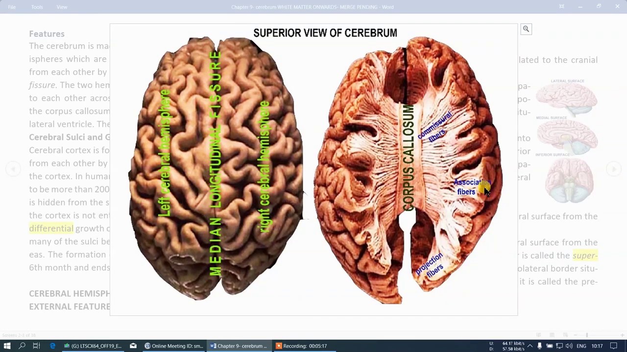 cerebrum, introduction, sulci and gyri, insula, shmc 2019-Lecture-Dr ...