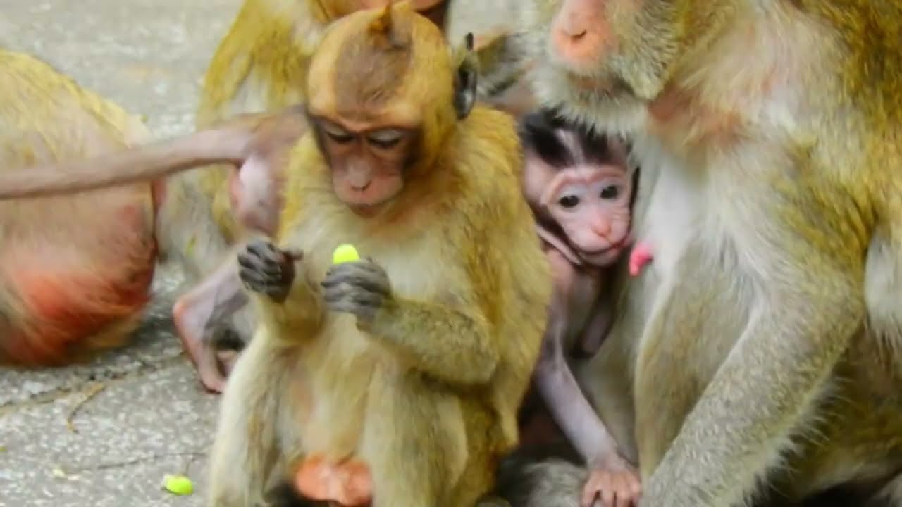 Watch This Baby Monkey Learn to Walk - YouTube
