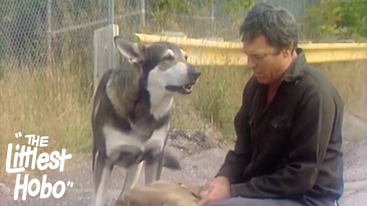 The Defector | The Littlest Hobo | Season 1 | Episode 4 - YouTube